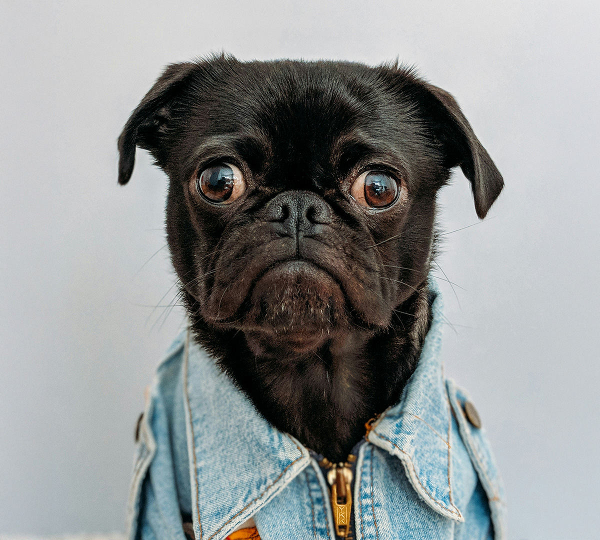 Best Dog Grooming in Fort Worth, TX | The Barktique Grooming & Boutique