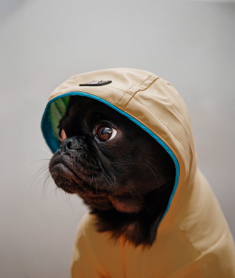 Our Dog Grooming Services | The Barktique Grooming Boutique